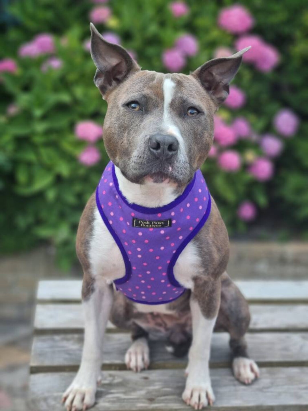 Purple Spot Dog Harness (matching Lead and Collar Available Seperate ...