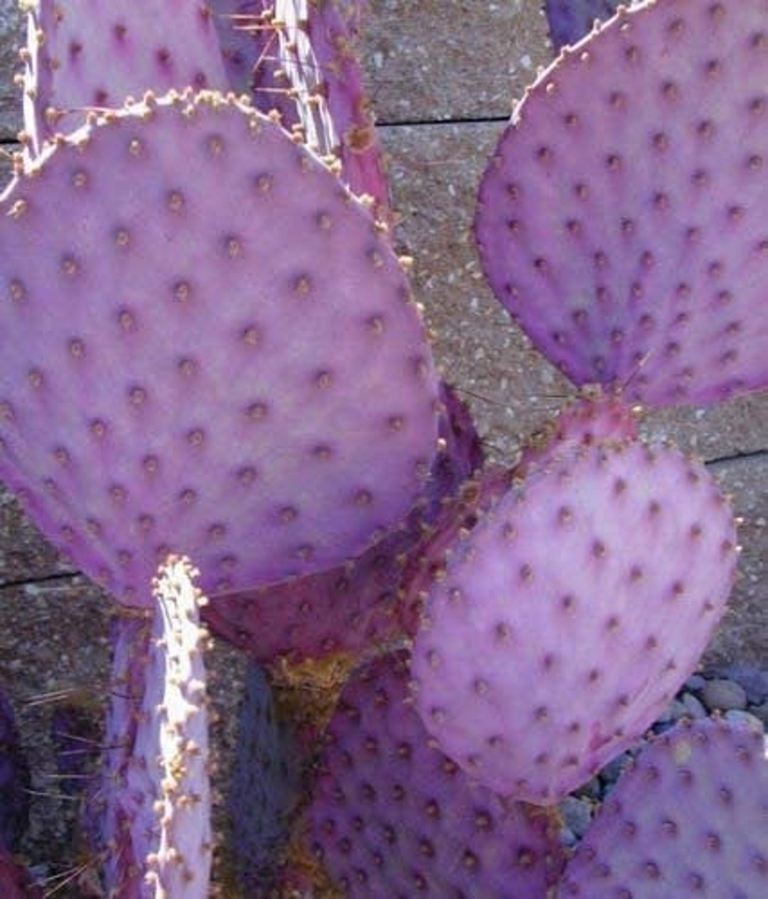 Purple Prickly Pear Cactus, 10 Cactus Seeds, Opuntia Violacea V. Santa ...