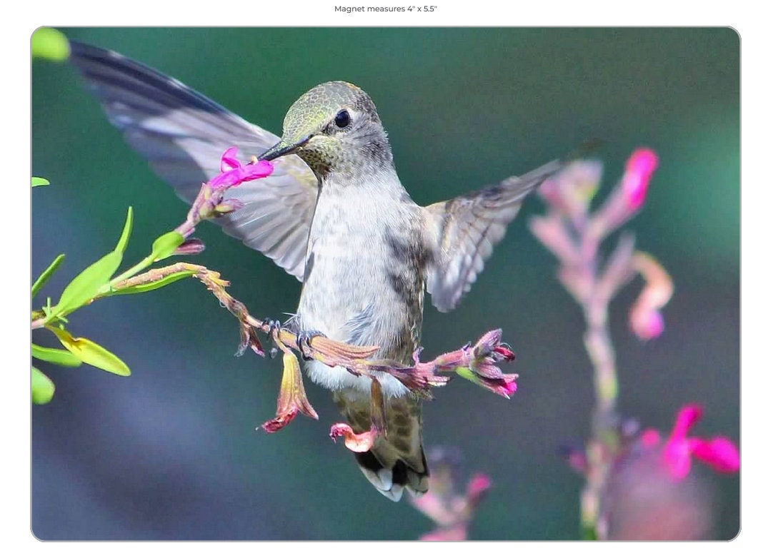 Magnet, Hummingbird in Flight, Alstroemeria Orange or Little Pink ...