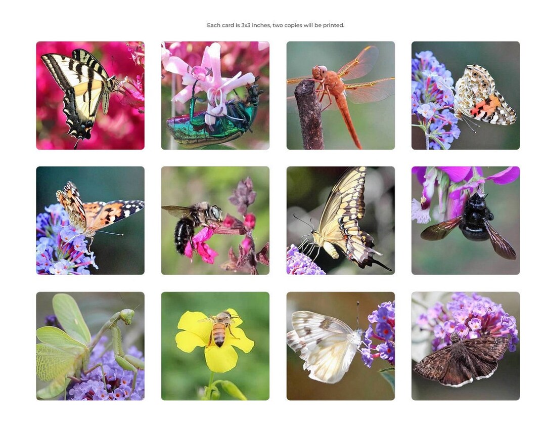 Memory Game, Choice of All Hummingbird or All Insect Photos, Each Game ...