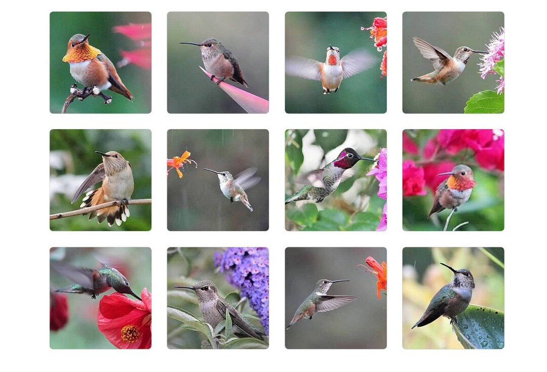 Memory Game, Hummingbird Photos, 24 Cards Total, 12 Different Photos ...