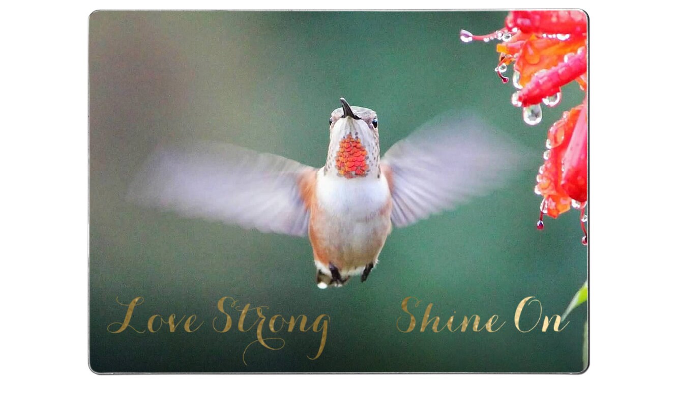 Magnet Hummingbird in Flight Beside Cape Honeysuckle Blossoms - Etsy