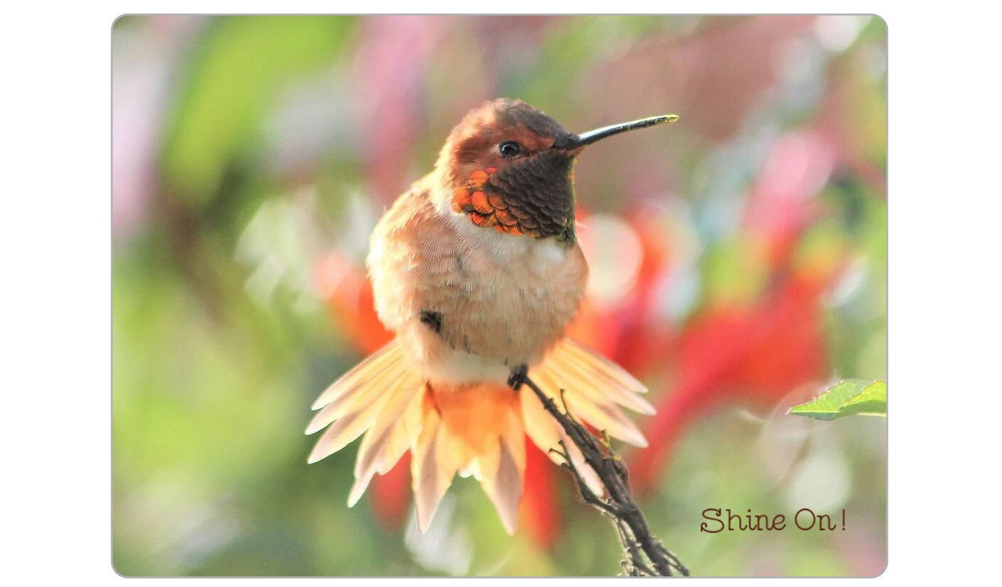 Hummingbird Magnet 4x5.5" - Etsy