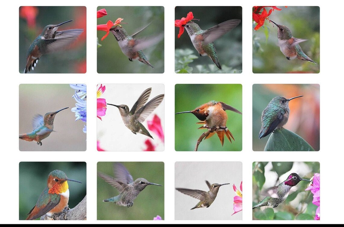 Memory Game, Choice of All Hummingbird or All Insect Photos, Each Game ...