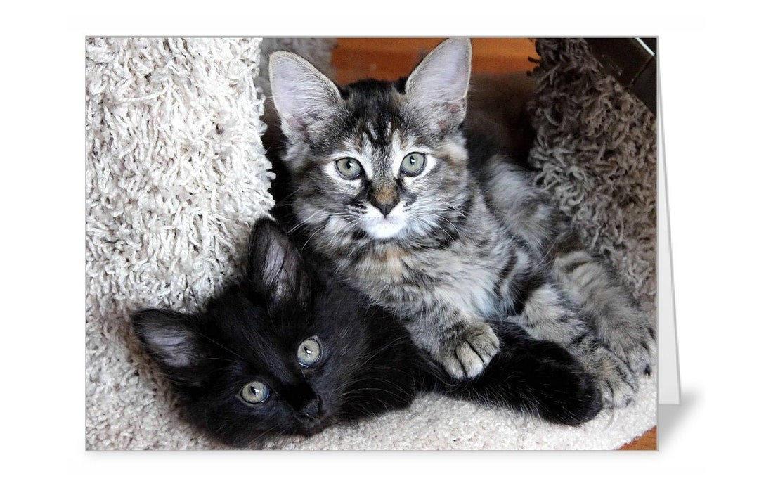Blank or Birthday Cat Card, 5x7, Black Cat, Tabby Cat, Orange Tabby Cat ...