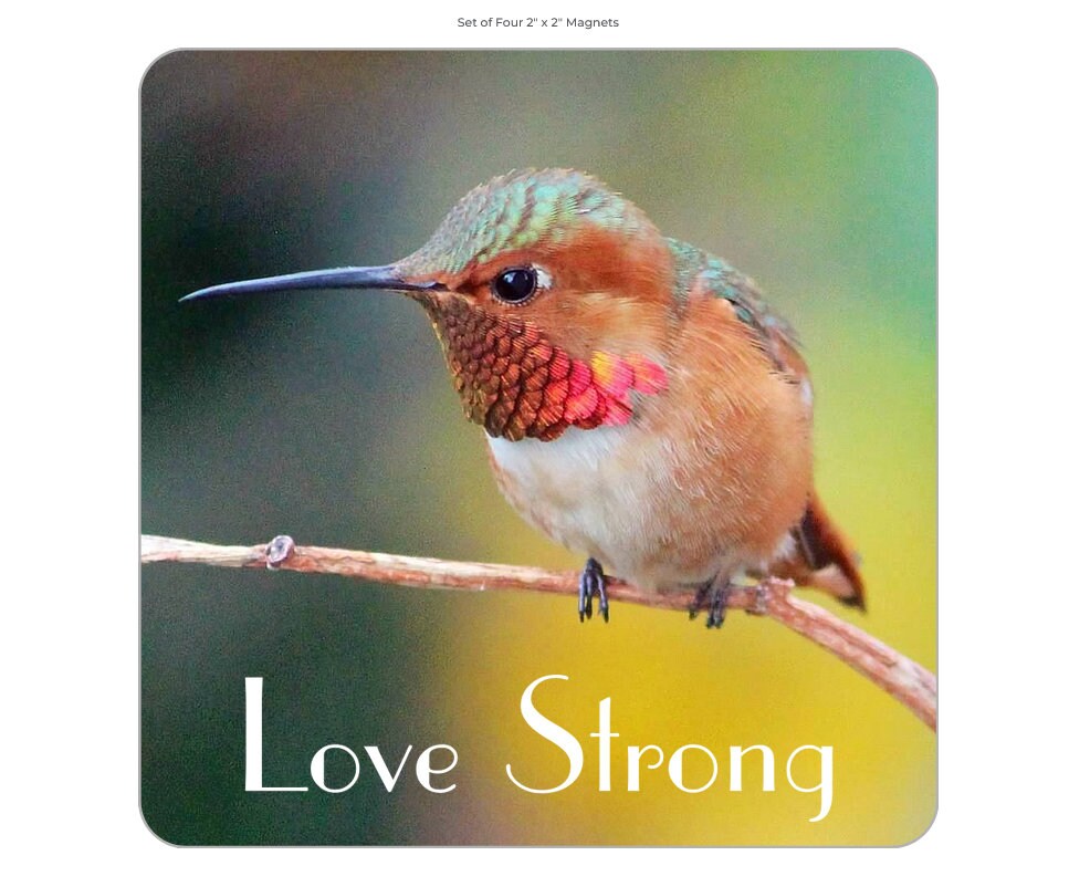 Set 4 Different Magnets 2x2" Hummingbird Photos - Etsy