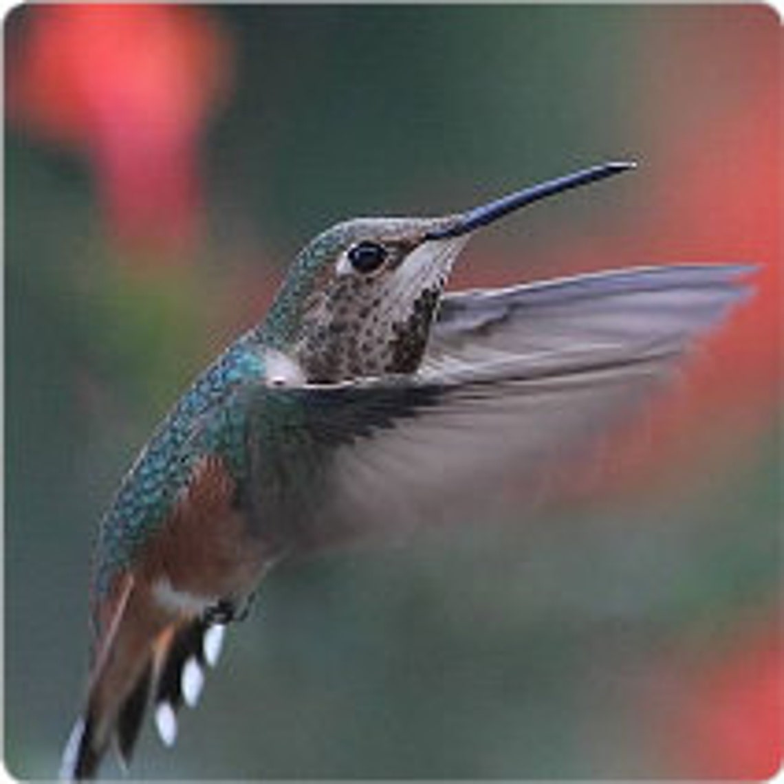 Memory Game, Choice of All Hummingbird or All Insect Photos, Each Game ...