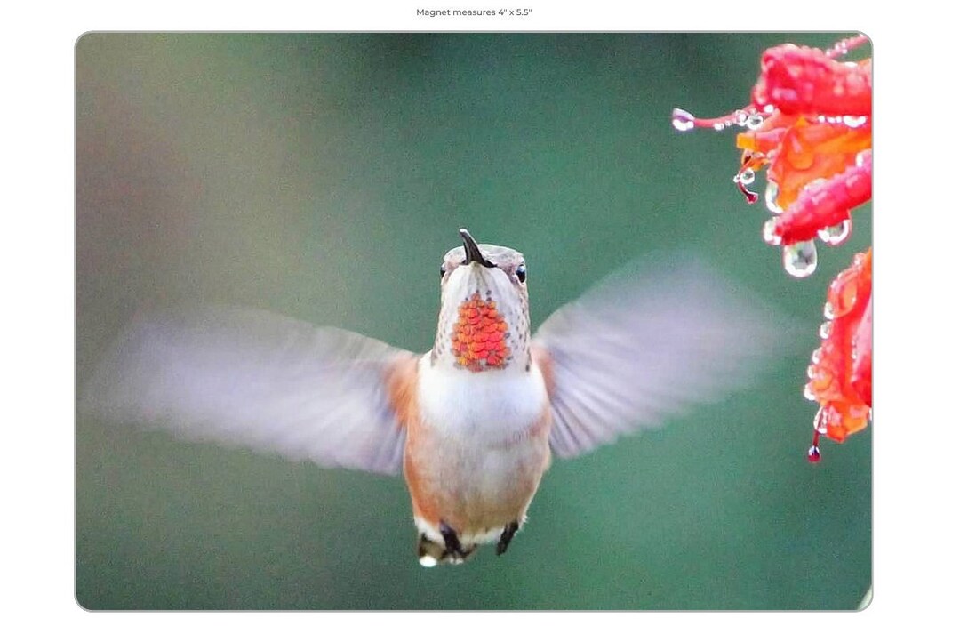 Magnet Hummingbird in Flight Beside Cape Honeysuckle Blossoms W ...