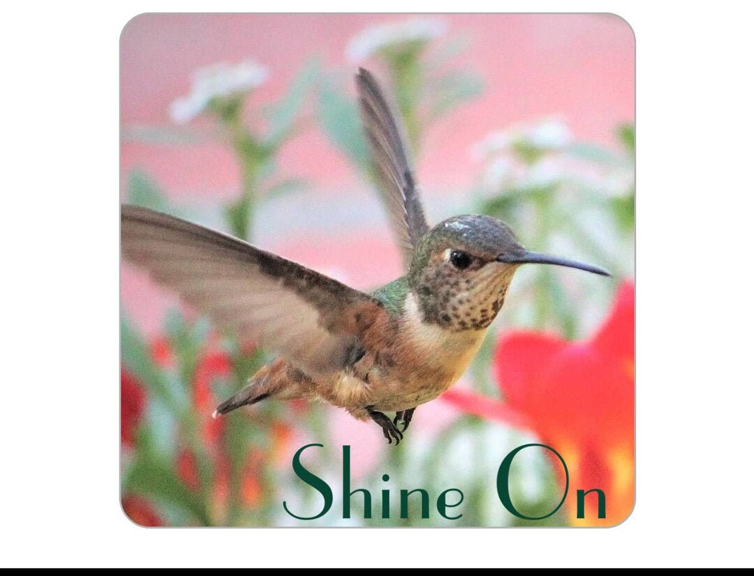 Set 4 Different Magnets 2x2" Hummingbird Photos - Etsy
