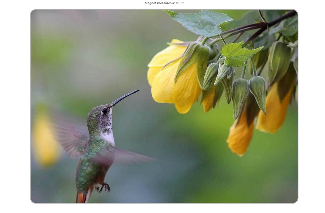 Magnet, Hummingbird Sitting or Flying With Abutilon Blossoms, Photo ...