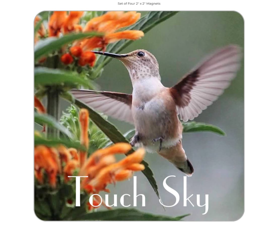 Set 4 Different Magnets 2x2" Hummingbird Photos - Etsy