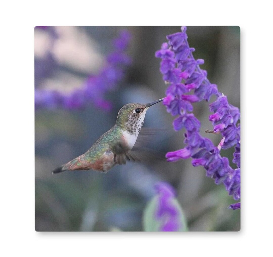 Wall Tile, Hummingbird Photo,8x8" - Etsy