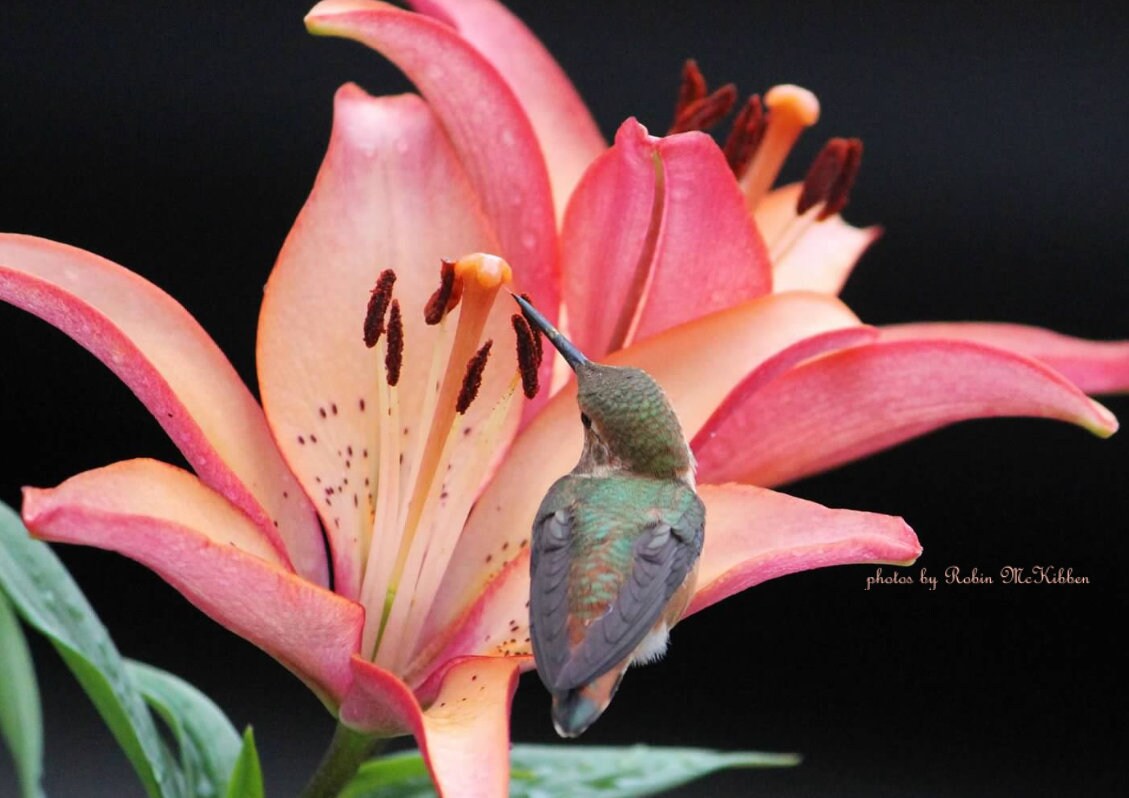 Sympathy Card 5x7 Hummingbird Photo - Etsy