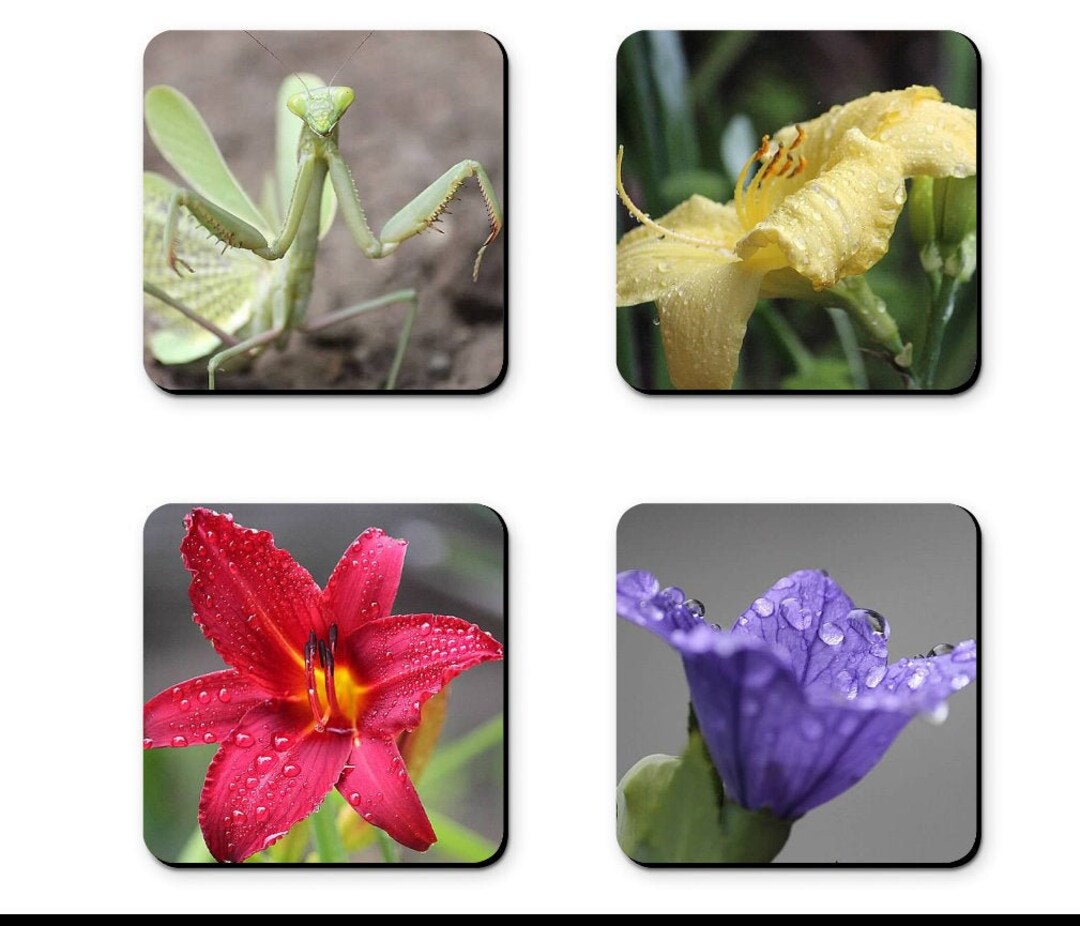 Coasters Set of 4 Nature Photos, 4x4, Flowers and Praying Mantis - Etsy