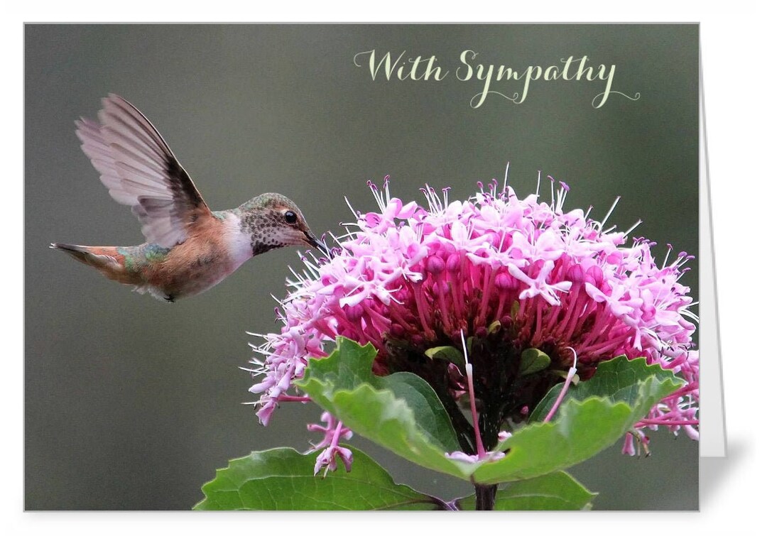 Sympathy or Blank Card 5x7 Hummingbird Photo - Etsy