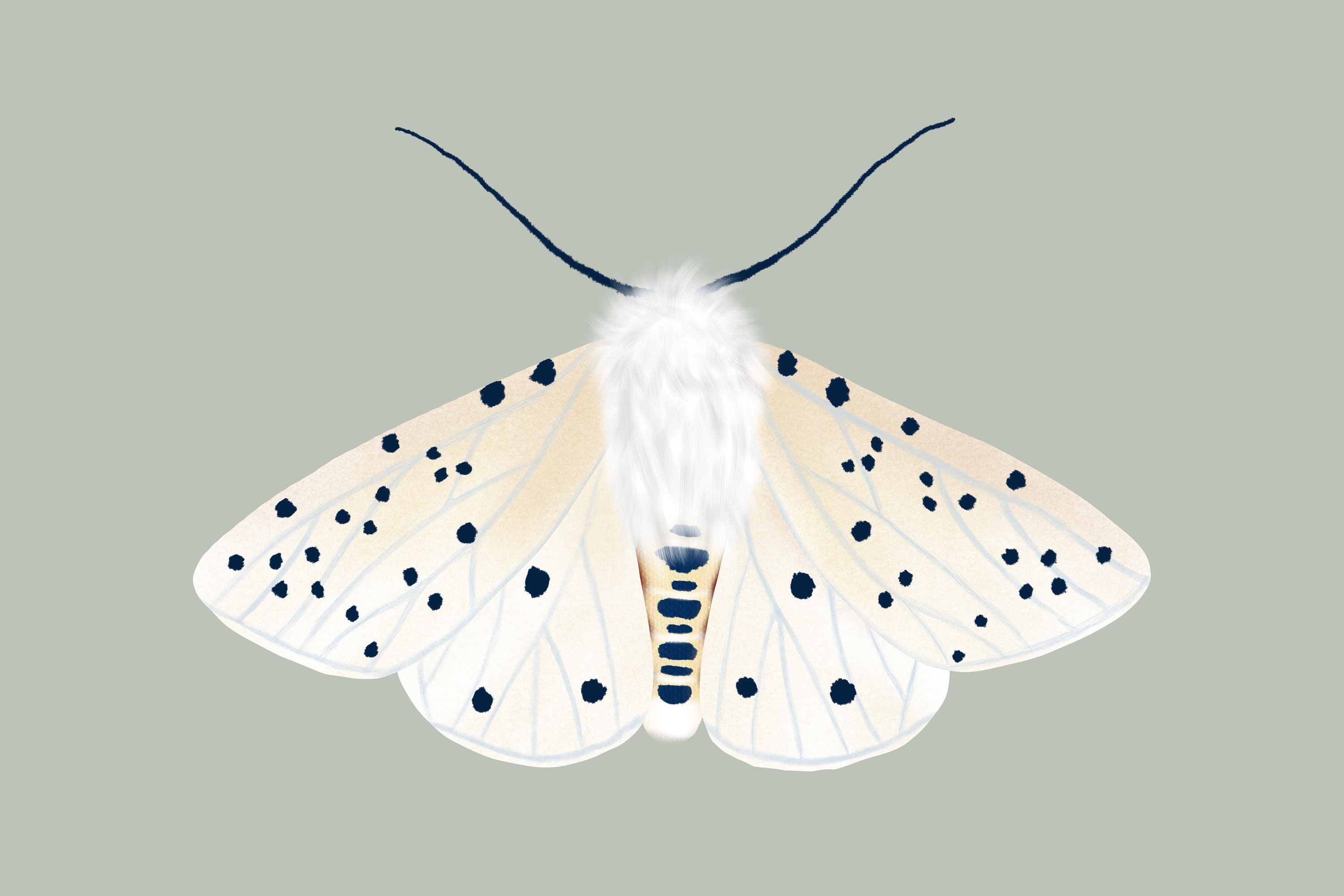 White Ermine Moth