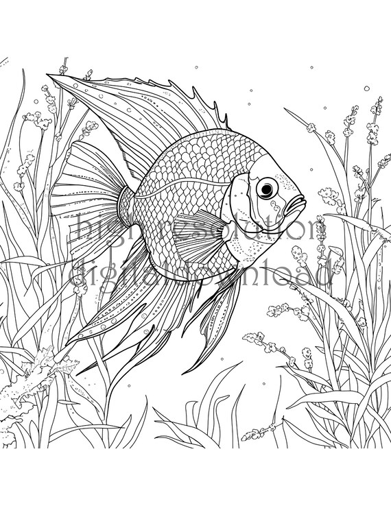 Angel Fish Coloring Pages
