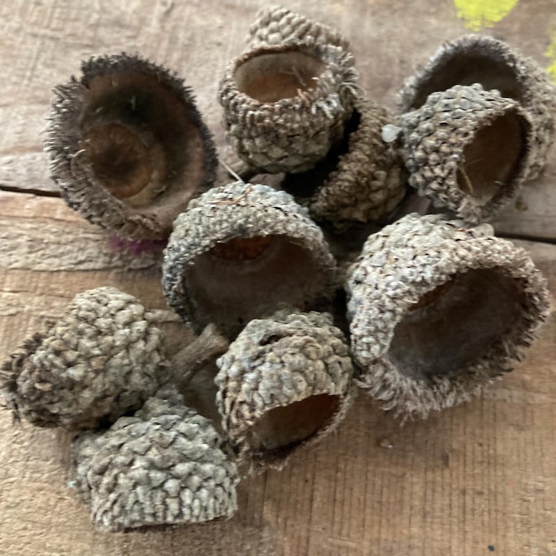 Burr Oak Acorn Caps - Etsy