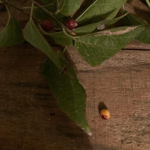 Sugarberry Tree Seeds - Etsy