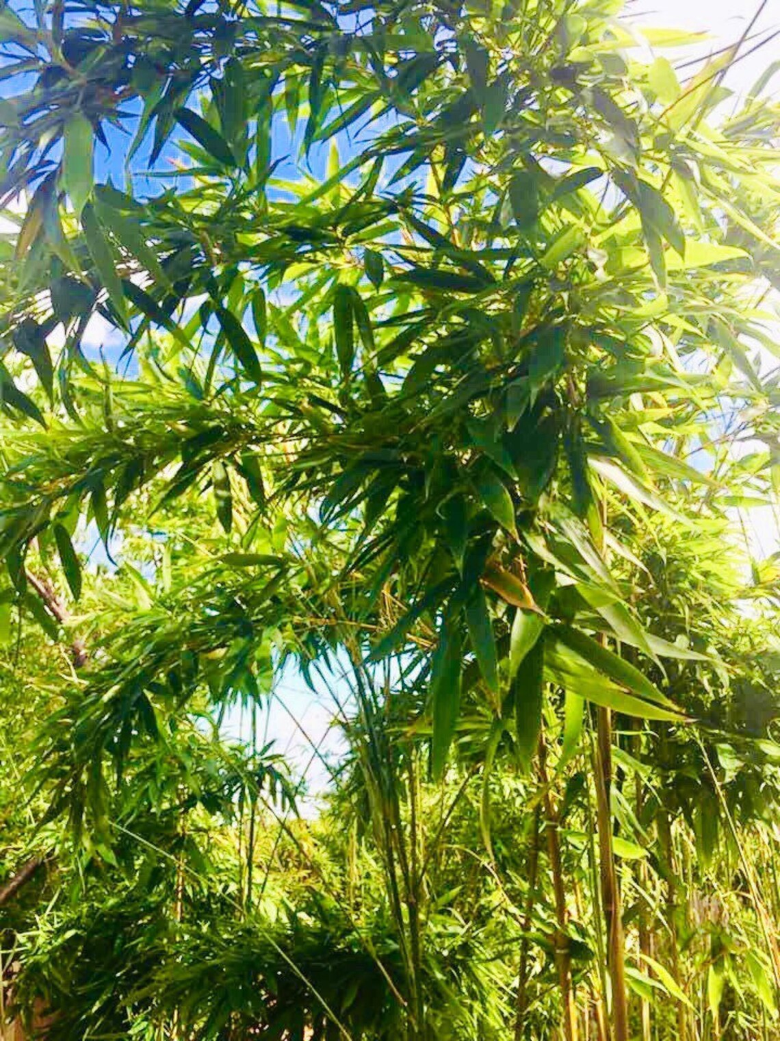 1 Golden Bamboo Rhizome Shoot - Etsy