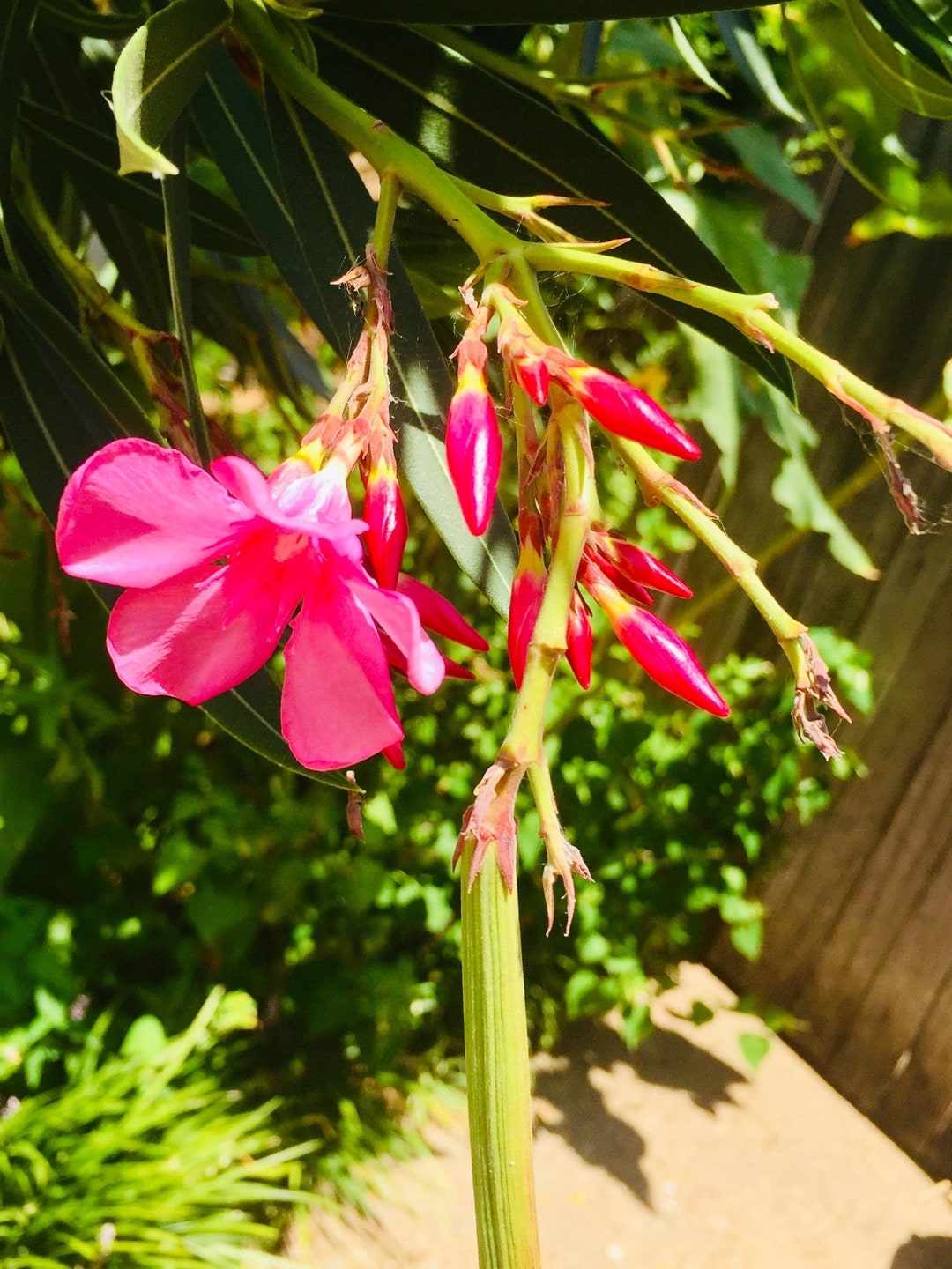 Bright Pink Tall Oleander Seeds - Etsy