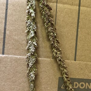 Longspike Tridens Seeds - Etsy