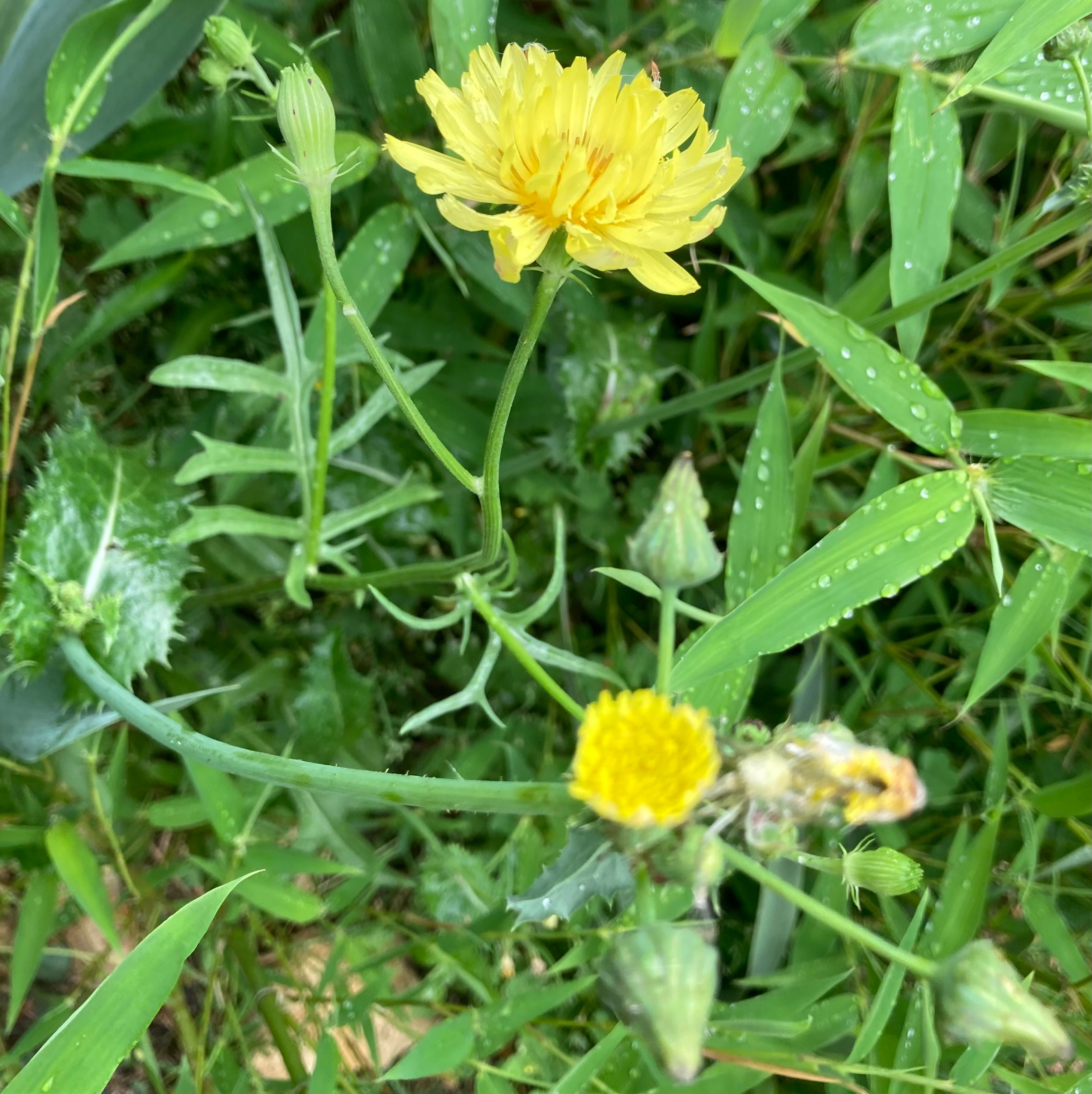 Spiny Sowthistle Seeds - Etsy