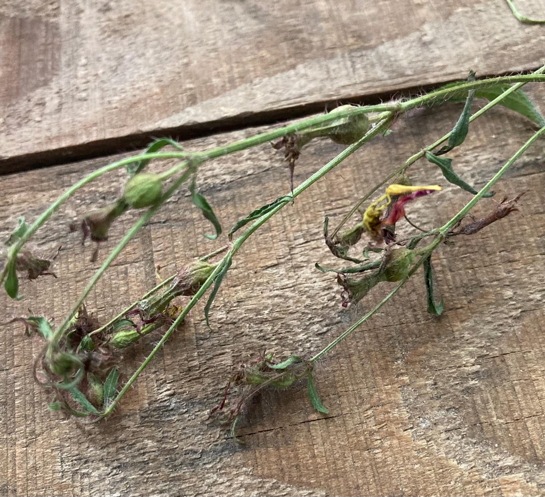 Winged Water Willow Primrose Seeds - Etsy