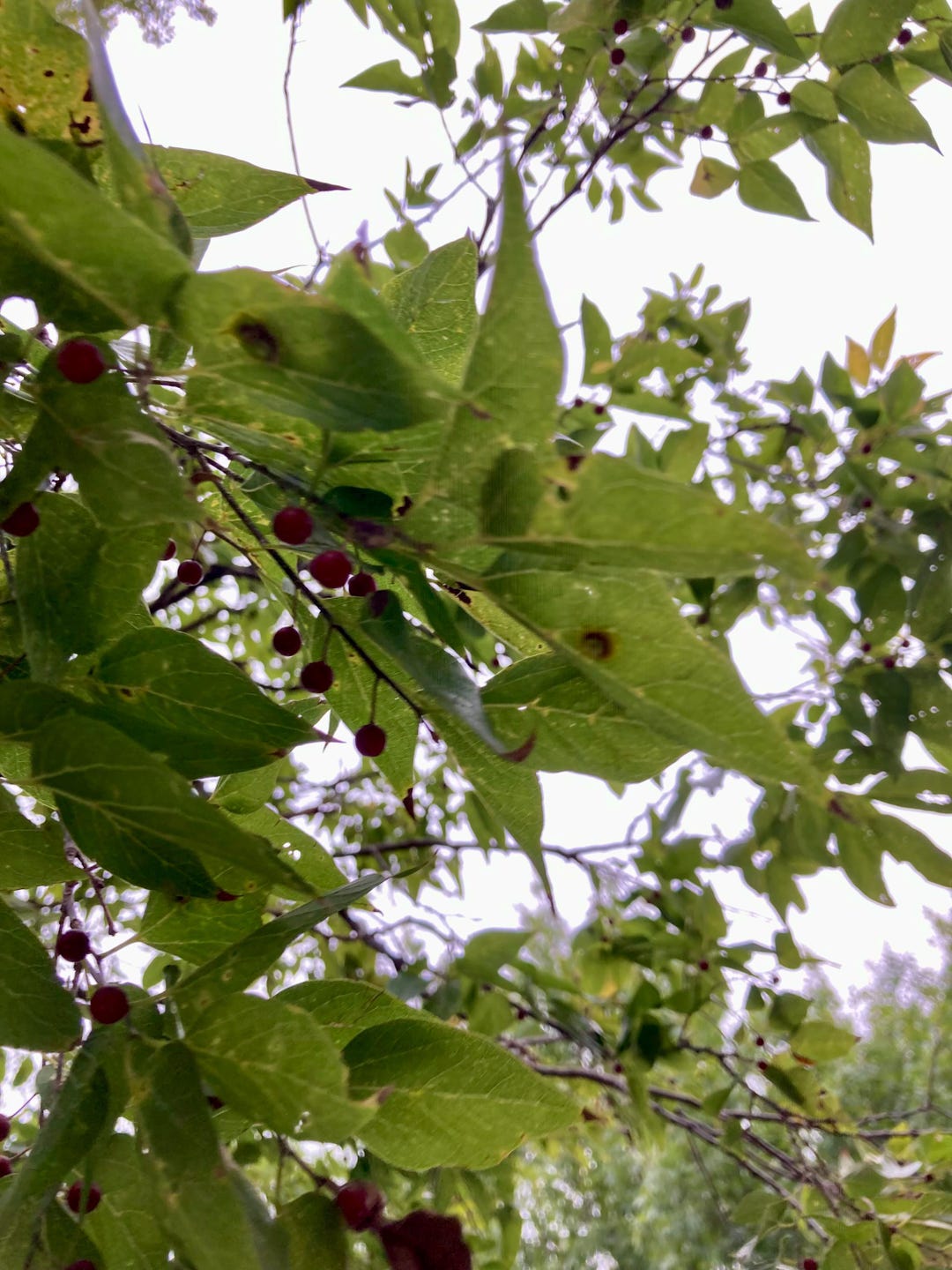 Sugarberry Tree Seeds - Etsy