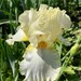 Tall Bearded Iris Blind Ambition - Etsy