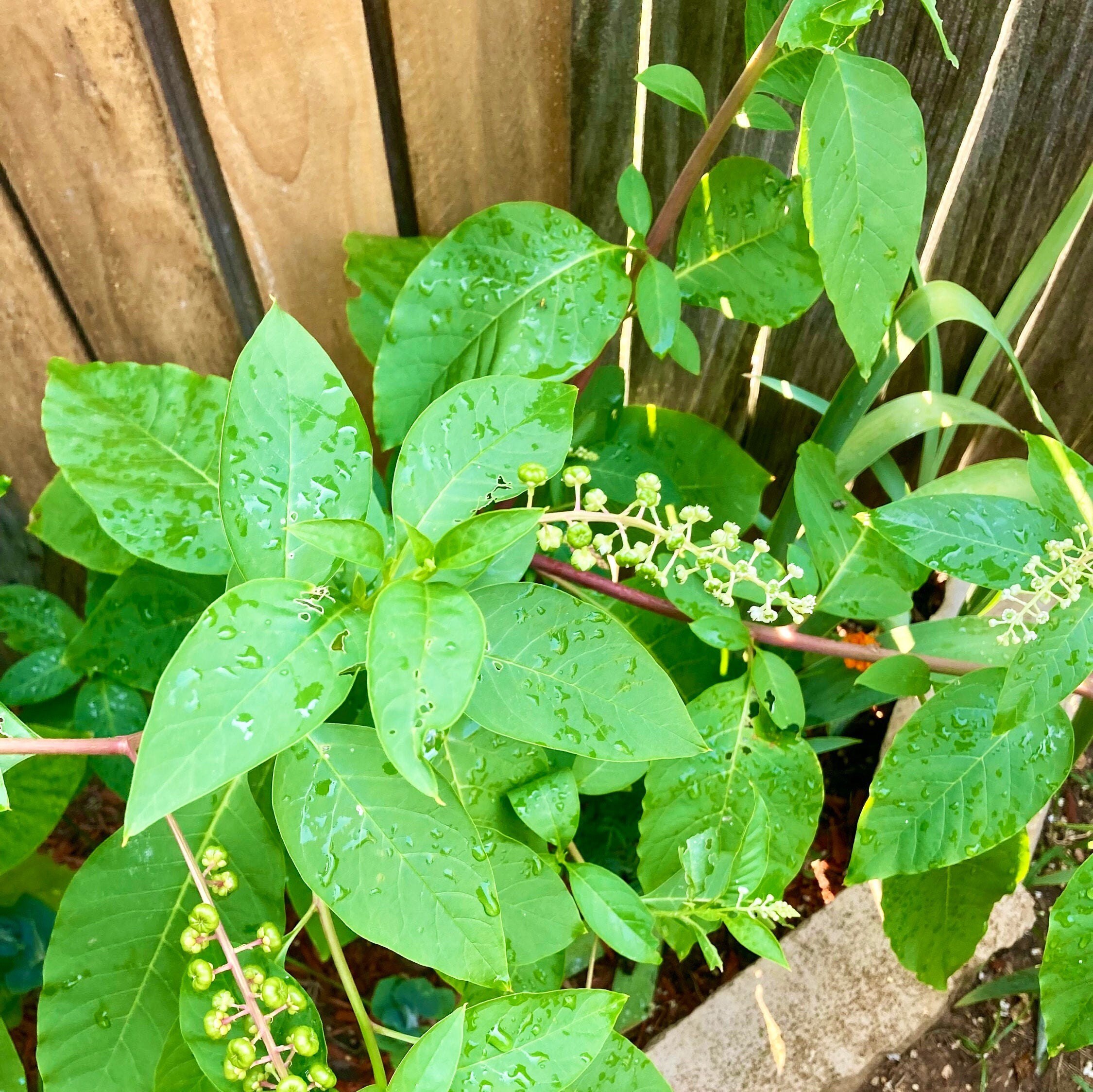 Pokeberry Seeds phytolacca Americana - Etsy