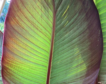 Red Musifolia Giant - Canna Seeds - Etsy