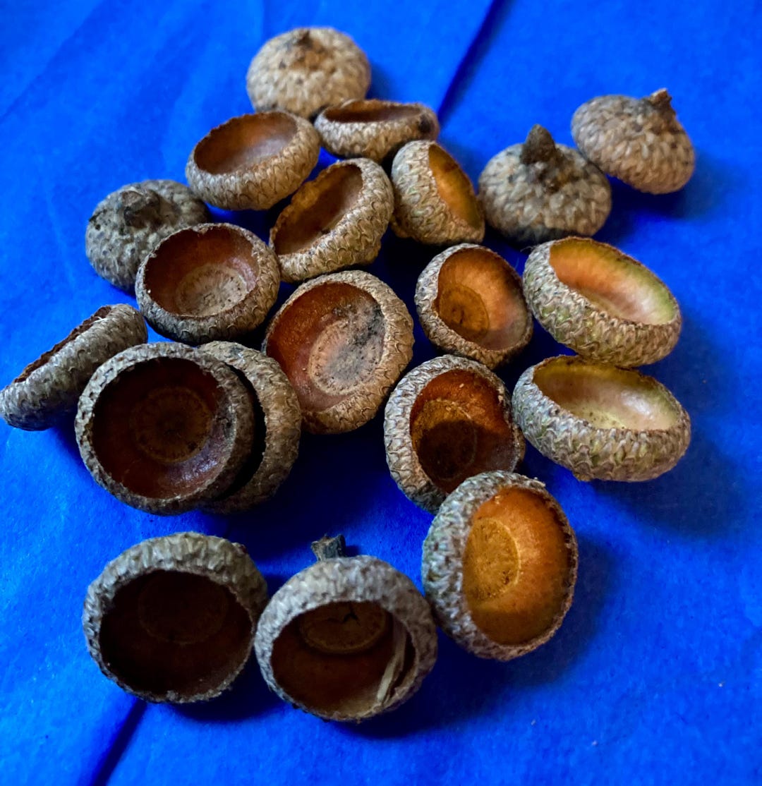 Pin Oak Acorn Caps #1 - Etsy