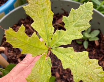 Hybrid Swamp X Bur Oak Quercus X Schuettei, Grafted 2 Year Old Tree - Etsy
