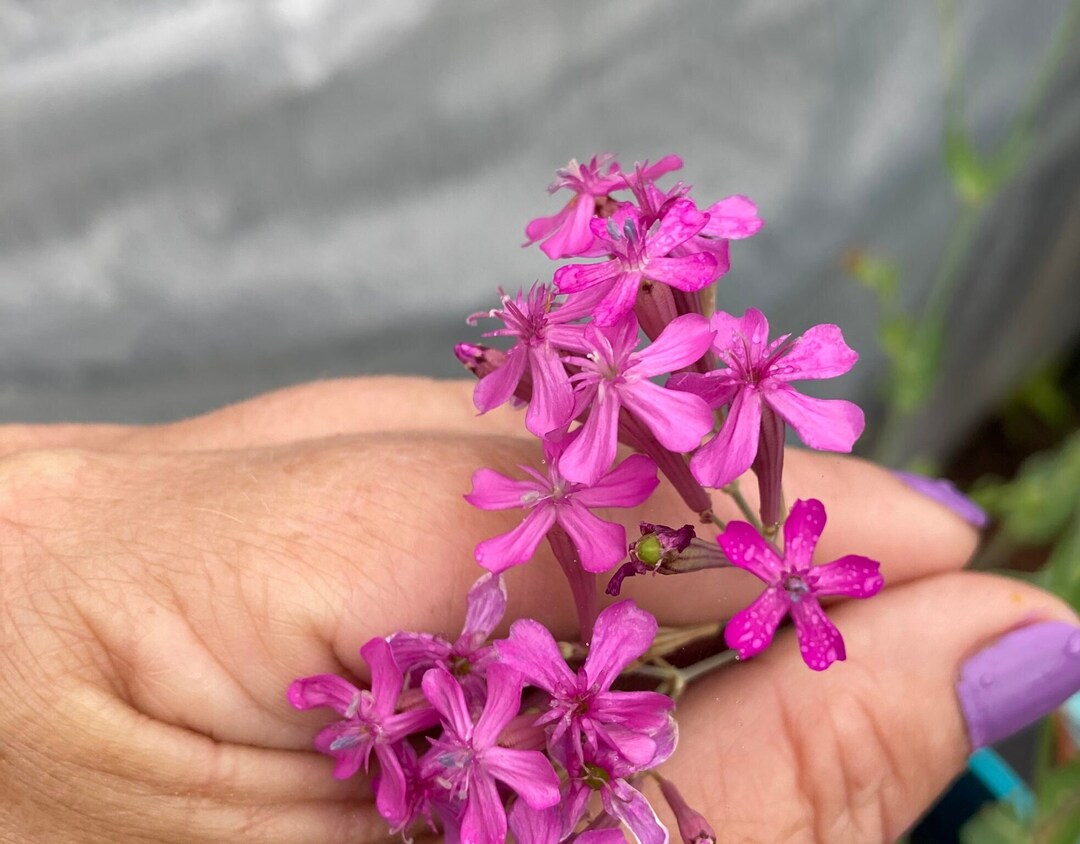 Pink Garden Catchfly - Etsy