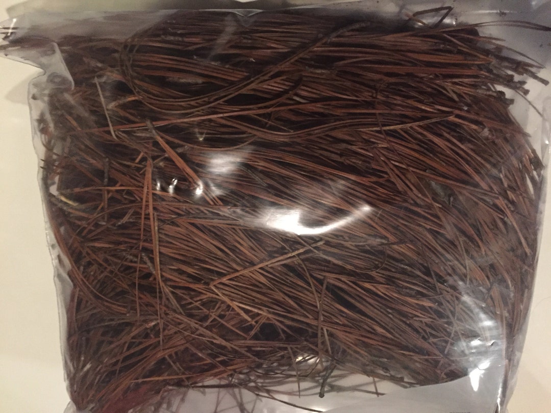 Loblolly Pine Needles - Etsy