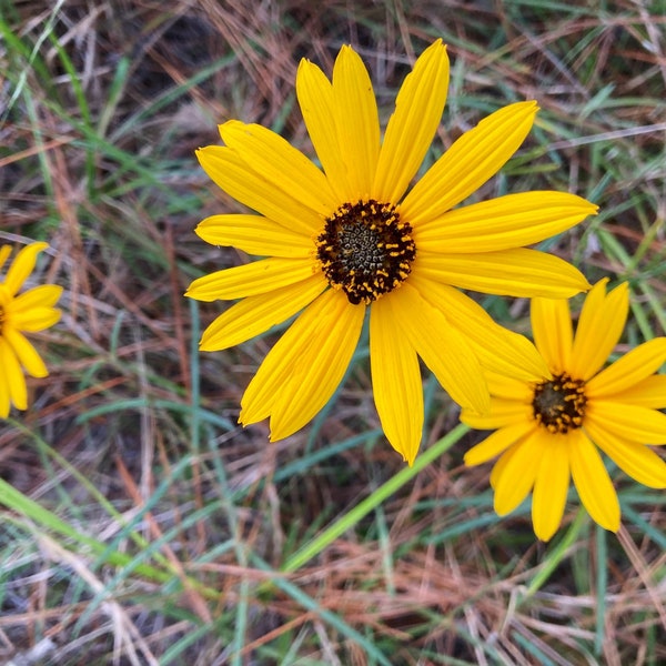 Helianthus Annuus - Etsy