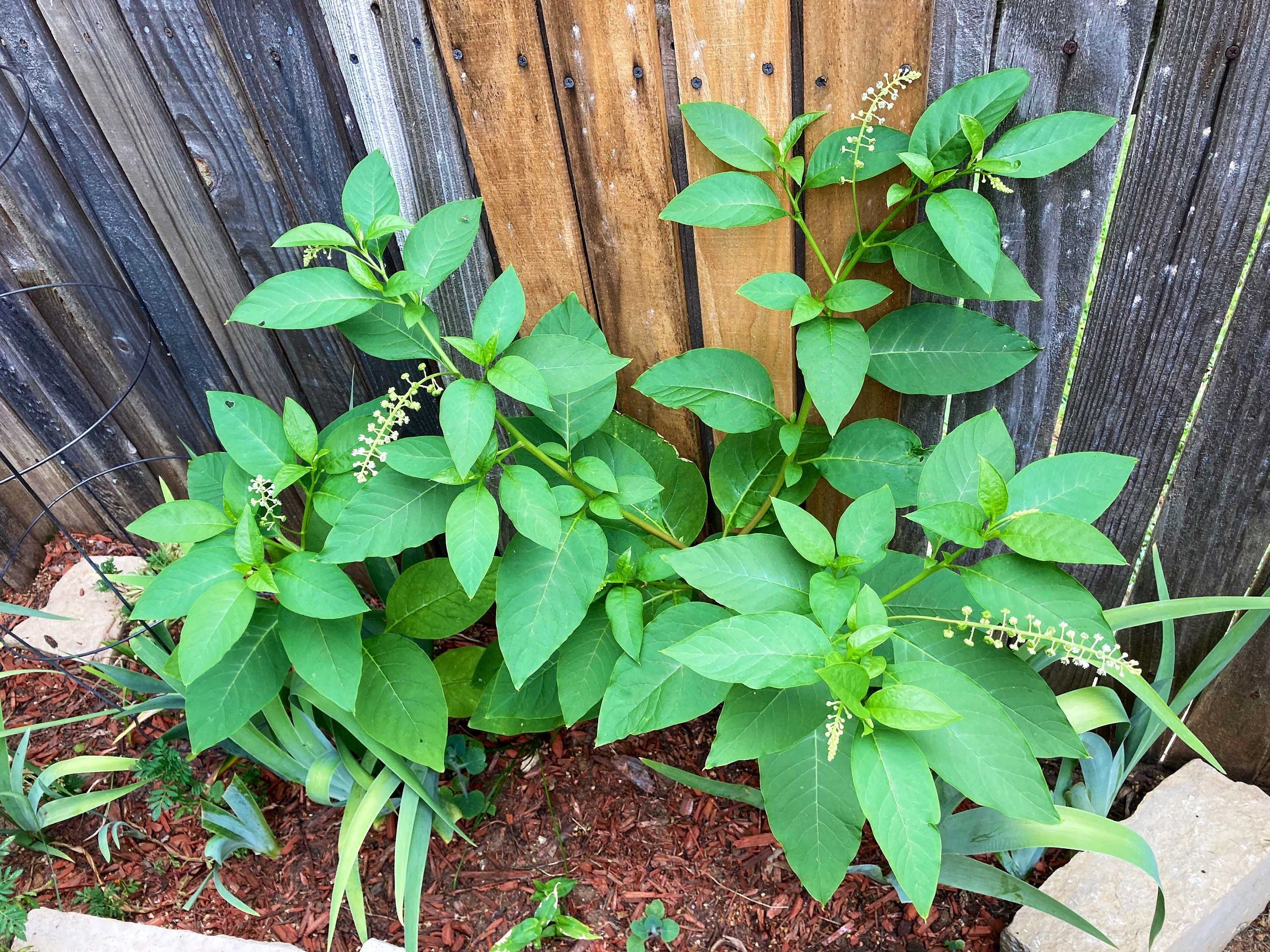Pokeberry Seeds phytolacca Americana - Etsy