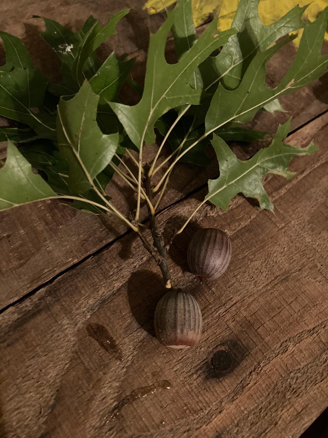 Pin Oak Acorns Only - Etsy