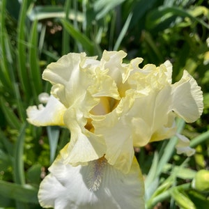 Tall Bearded Iris Blind Ambition - Etsy