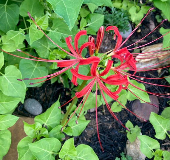 Red Spider Lily Bulb Lycoris - Etsy