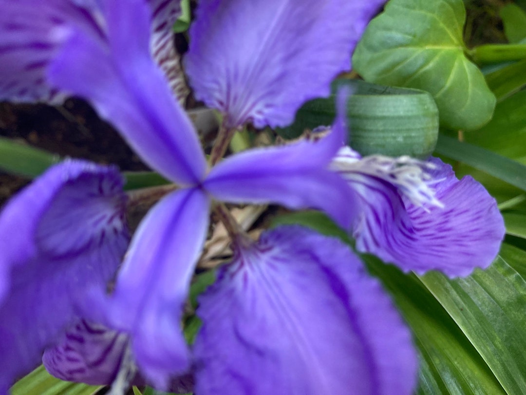 Woolong Iris Tectorum - Etsy