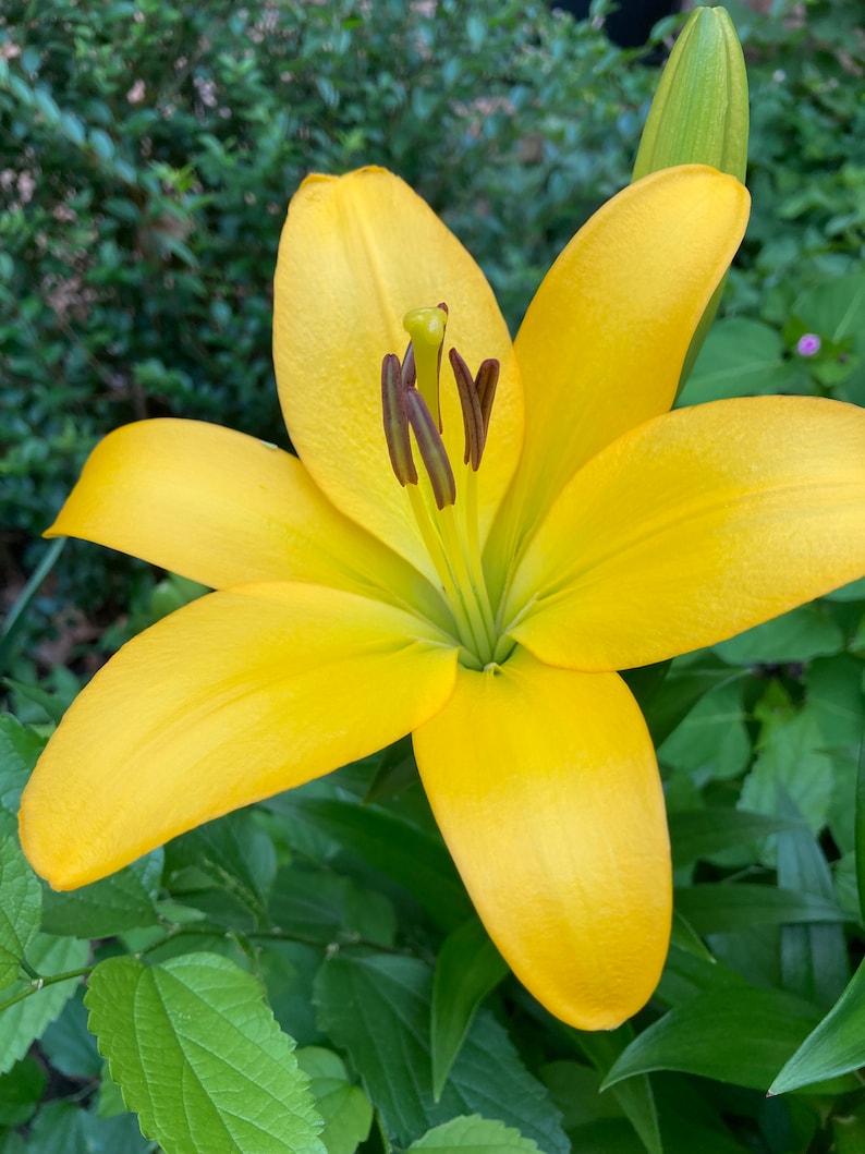 Yellow Siberian Lily - Lilium Pensylvanicum - Etsy