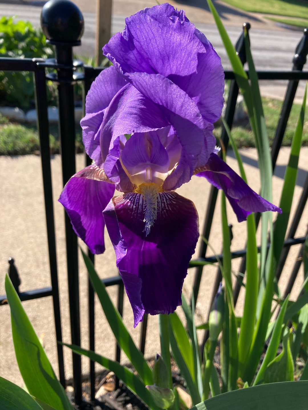Tall Bearded Iris ( William A. Setchell ) Shipped Fresh Ready to Plant ...