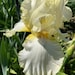 Tall Bearded Iris Blind Ambition - Etsy