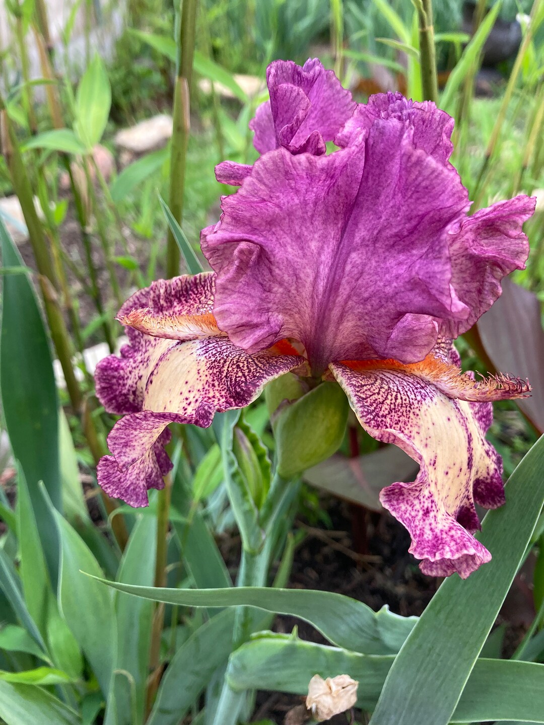 Tall Bearded Iris ( Rock Star ) - Etsy