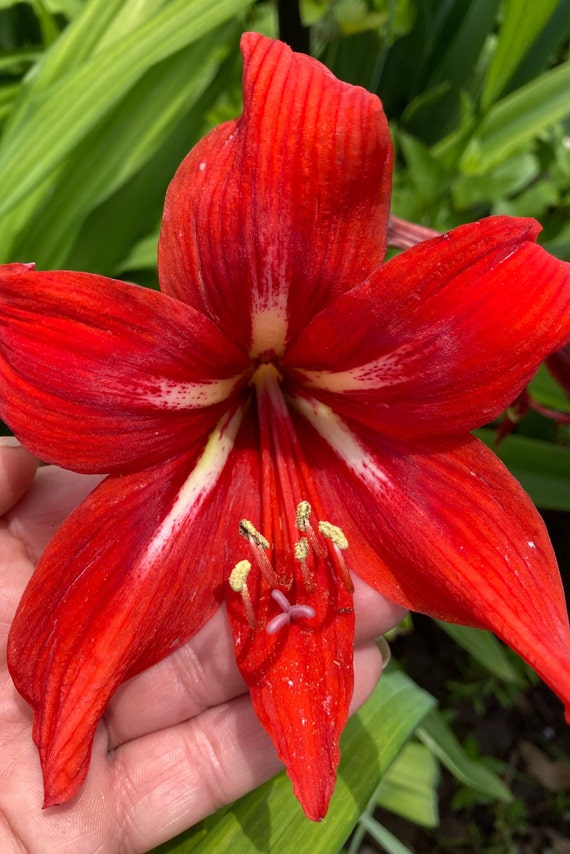 Striped barbados lily store