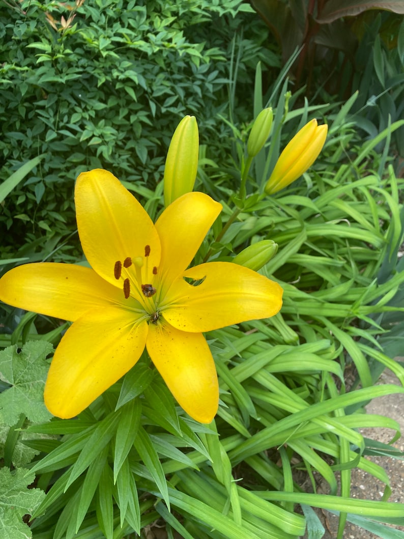 Yellow Siberian Lily - Lilium Pensylvanicum - Etsy