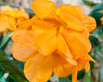 Crossandra Infundibuliformis 10 Seeds, Orange Marmalade Firecracker ...
