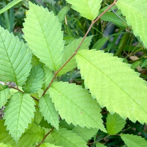 American Elm Tree Seeds - Etsy